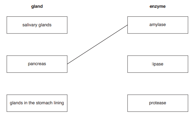 iGCSE Biology (0610)-5.1 Enzymes - iGCSE Style Questions Paper 3