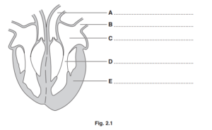 iGCSE Biology (0610)-9.2 Heart - iGCSE Style Questions Paper 3