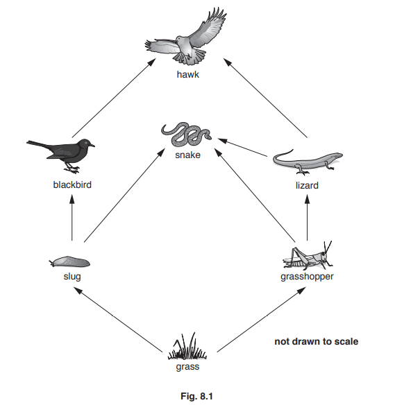 iGCSE Biology (0610)-19.2 Food chains and food webs - iGCSE Style ...