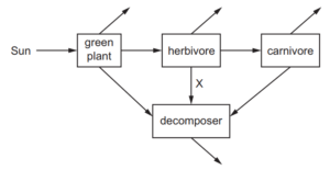 iGCSE Biology (0610)-19.1 Energy flow - iGCSE Style Questions Paper 2