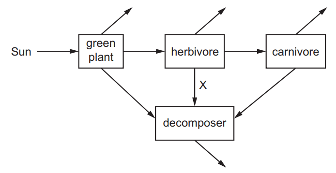 iGCSE Biology (0610)-19.1 Energy flow - iGCSE Style Questions Paper 2