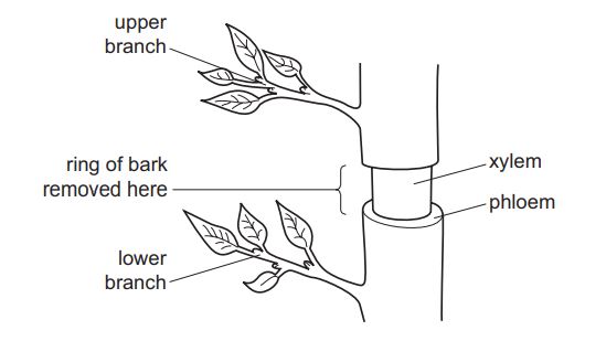 iGCSE Biology (0610)-8.1 Xylem and phloem - iGCSE Style Questions Paper 1