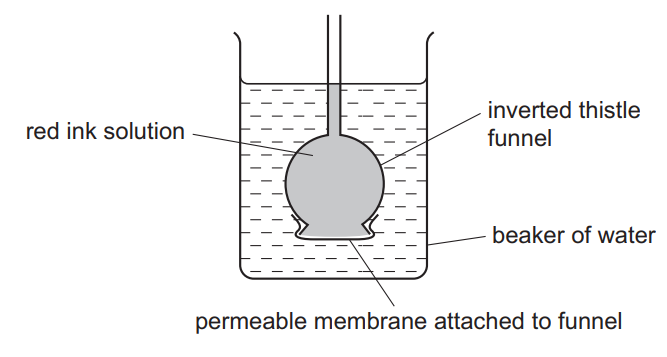 iGCSE Biology (0610) 3.1 Diffusion iGCSE Style Questions Paper 1