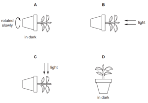iGCSE Biology (0610)-14.5 Tropic responses - iGCSE Style Questions Paper 1
