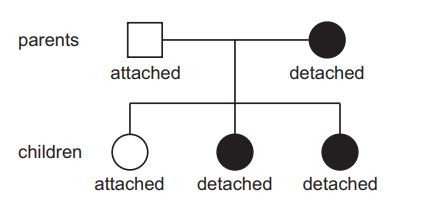 iGCSE Biology (0610)-17.4 Monohybrid inheritance - iGCSE Style Questions Paper 1