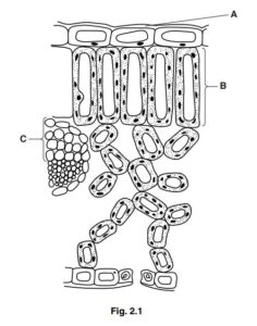 iGCSE Biology (0610)-6.2 Leaf structure - iGCSE Style Questions Paper 4