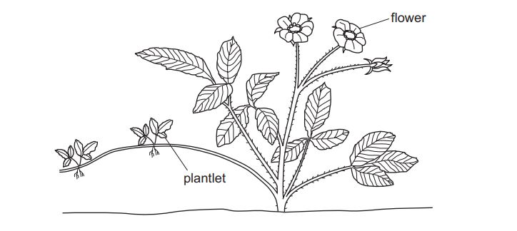 Igcse Biology 0610 16 1 Asexual Reproduction Igcse Style Questions Paper 1
