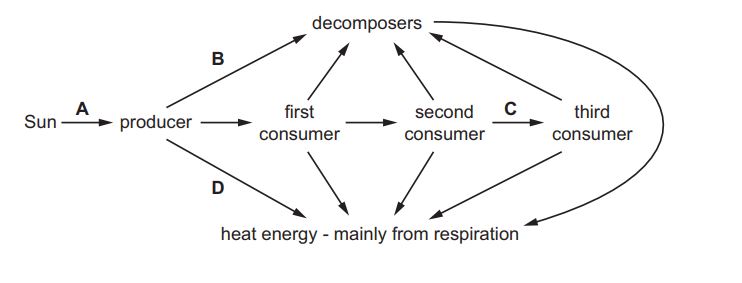 iGCSE Biology (0610)-19.1 Energy flow - iGCSE Style Questions Paper 1