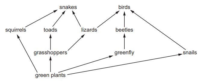 iGCSE Biology (0610)-19.2 Food chains and food webs - iGCSE Style ...