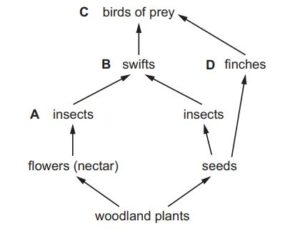 iGCSE Biology (0610)-19.2 Food chains and food webs - iGCSE Style ...