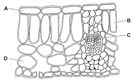 iGCSE Biology (0610)-6.2 Leaf structure - iGCSE Style Questions Paper 1