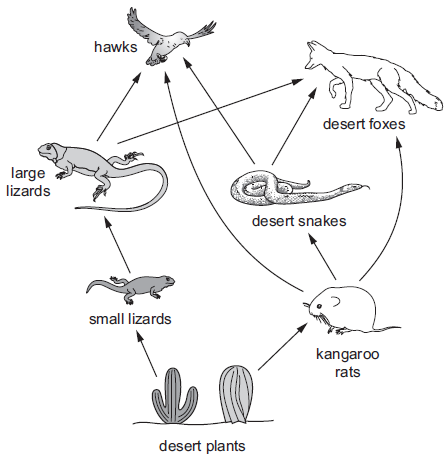 iGCSE Biology (0610)-19.2 Food chains and food webs - iGCSE Style ...