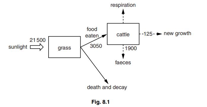 iGCSE Biology (0610)-19.2 Food chains and food webs - iGCSE Style ...