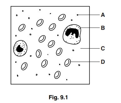 iGCSE Biology (0610)-9.4 Blood - iGCSE Style Questions Paper 4