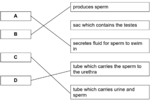 iGCSE Biology (0610)-16.4 Sexual reproduction in humans - iGCSE Style ...