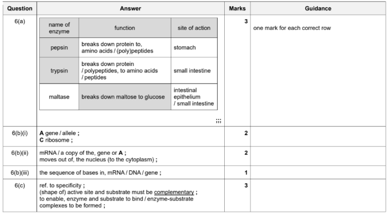 iGCSE Biology (0610)-5.1 Enzymes - iGCSE Style Questions Paper 4