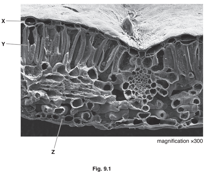 iGCSE Biology (0610)-6.2 Leaf structure - iGCSE Style Questions Paper 3