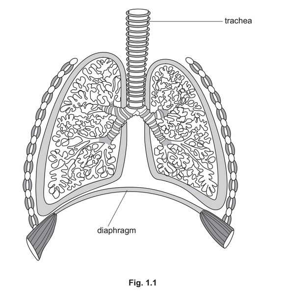 iGCSE Biology (0610)-11.1 Gas exchange in humans - iGCSE Style ...