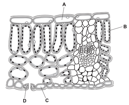 iGCSE Biology (0610)-6.2 Leaf structure - iGCSE Style Questions Paper 1