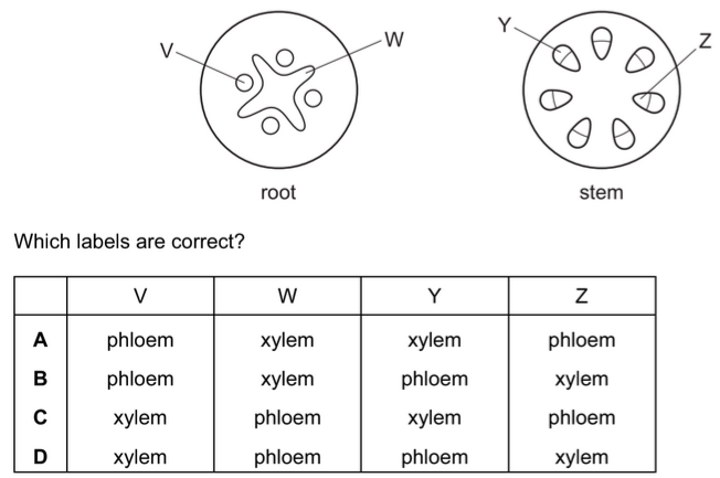 iGCSE Biology (0610)-8.1 Xylem and phloem - iGCSE Style Questions Paper 1