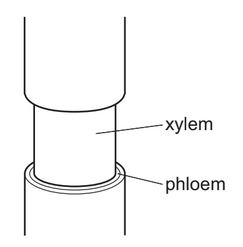 iGCSE Biology (0610)-8.1 Xylem and phloem - iGCSE Style Questions Paper 1