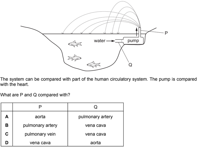 iGCSE Biology (0610)-9.1 Circulatory systems - iGCSE Style Questions ...