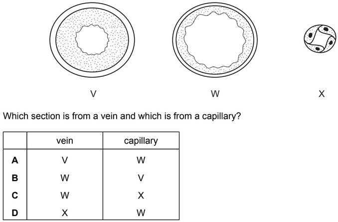 iGCSE Biology (0610)-9.3 Blood vessels - iGCSE Style Questions Paper 1