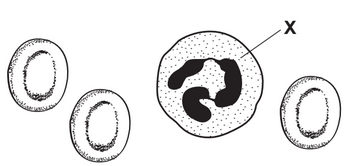 iGCSE Biology (0610)-9.4 Blood - iGCSE Style Questions Paper 1