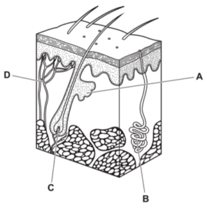 iGCSE Biology (0610)-13.1 Excretion in humans - iGCSE Style Questions ...