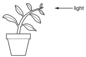 iGCSE Biology (0610)-14.5 Tropic responses - iGCSE Style Questions Paper 1