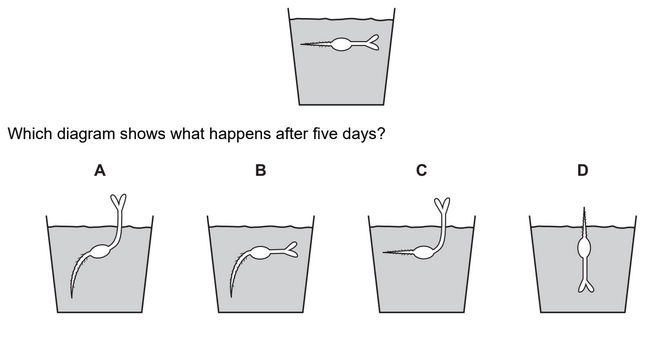 iGCSE Biology (0610)-14.5 Tropic responses - iGCSE Style Questions Paper 1