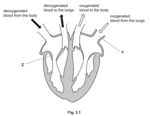 iGCSE Biology (0610)-9.2 Heart - iGCSE Style Questions Paper 3