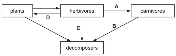iGCSE Biology (0610)-19.2 Food chains and food webs - iGCSE Style ...