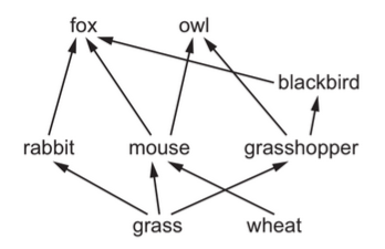 iGCSE Biology (0610)-19.2 Food chains and food webs - iGCSE Style ...