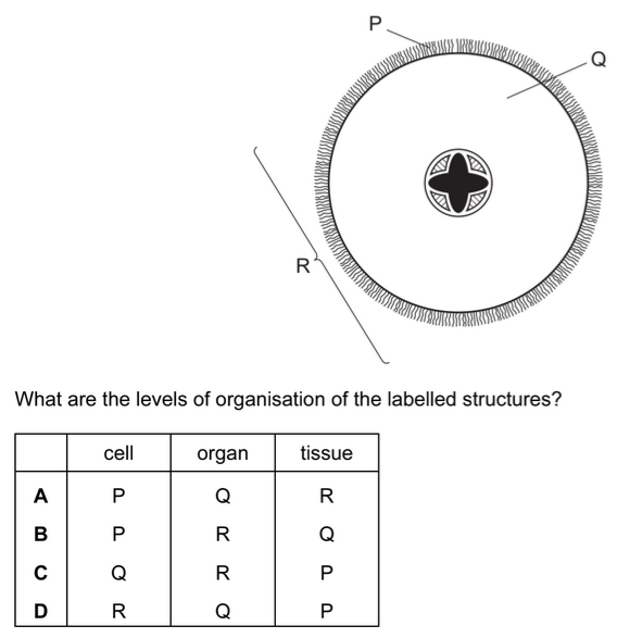 iGCSE Biology (0610)-8.1 Xylem and phloem - iGCSE Style Questions Paper 1