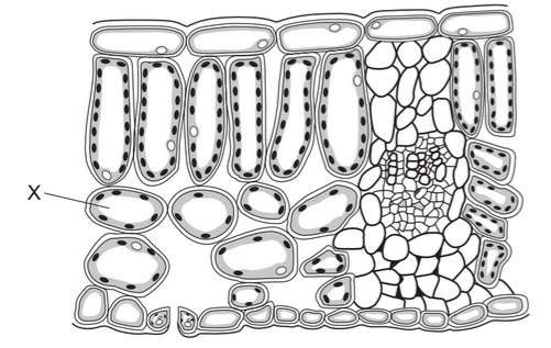 iGCSE Biology (0610)-6.2 Leaf structure - iGCSE Style Questions Paper 1