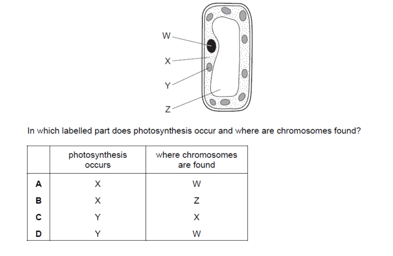 Igcse Biology 0610 2 1 Cell Structure Igcse Style Questions Paper 1
