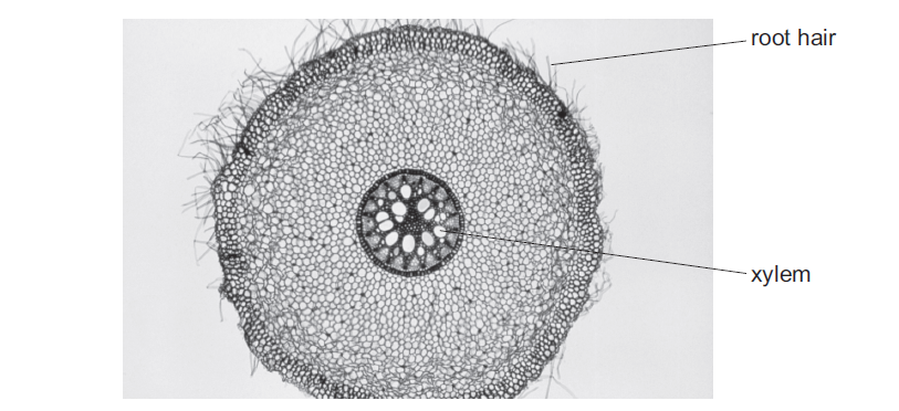 Xylem And Phloem Cross Section