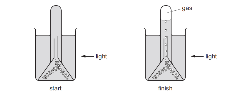 iGCSE Biology (0610)-6.1 Photosynthesis - iGCSE Style Questions Paper 1