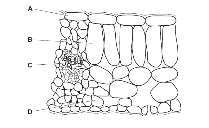 Igcse Biology 0610 8 2 Water Uptake Igcse Style Questions Paper 1