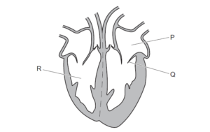 iGCSE Biology (0610)-9.2 Heart - iGCSE Style Questions Paper 1 - IBDP ...