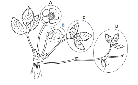 Igcse Biology 0610 16 1 Asexual Reproduction Igcse Style Questions Paper 1