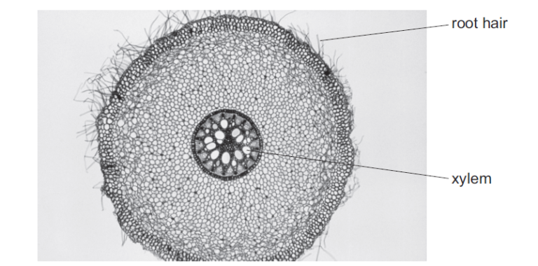 iGCSE Biology (0610)-8.1 Xylem and phloem - iGCSE Style Questions Paper 2