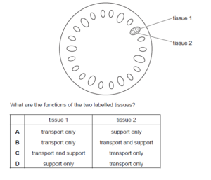 iGCSE Biology (0610)-8.1 Xylem and phloem - iGCSE Style Questions Paper ...
