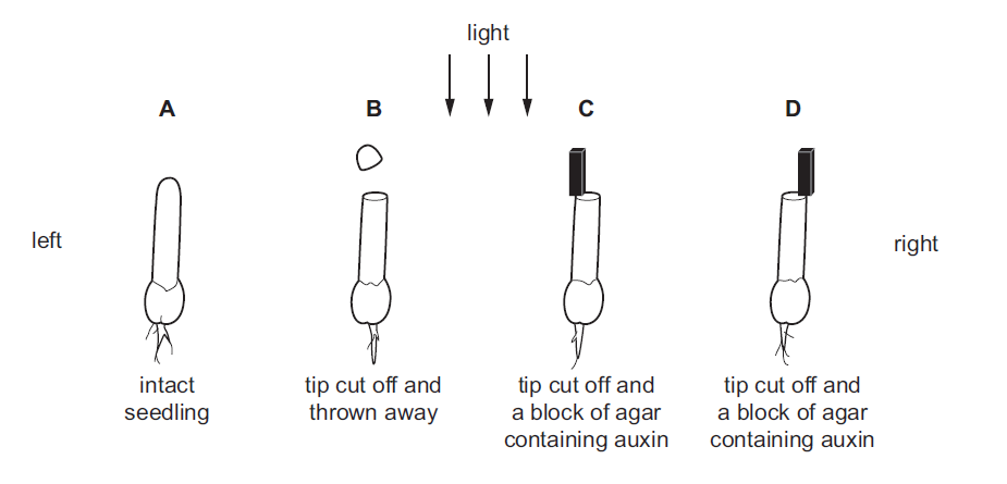 iGCSE Biology (0610)-14.5 Tropic responses - iGCSE Style Questions ...
