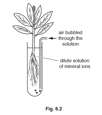 iGCSE Biology (0610)-8.2 Water uptake - iGCSE Style Questions Paper 3