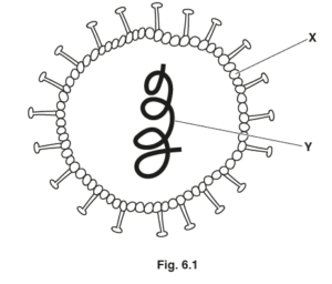 iGCSE Biology (0610)-10.1 Diseases and immunity - iGCSE Style Questions ...