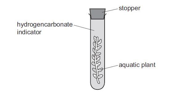 iGCSE Biology (0610)-6.1 Photosynthesis - iGCSE Style Questions Paper 1