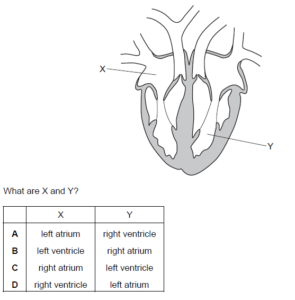 iGCSE Biology (0610)-9.2 Heart - iGCSE Style Questions Paper 1