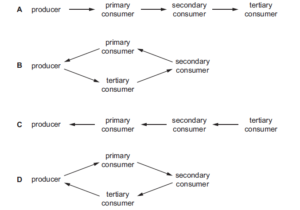 iGCSE Biology (0610)-19.2 Food chains and food webs - iGCSE Style ...